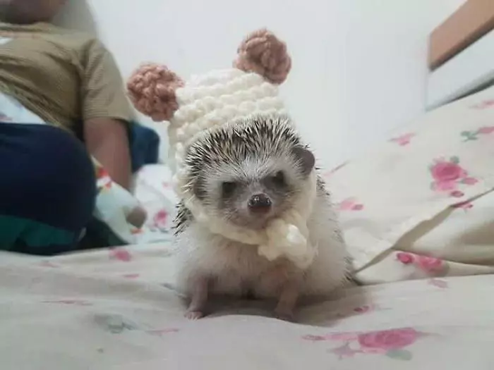 การเลือกภาพถ่ายที่น่ารักมาก ๆ ของ Home Hedgehogs;)) 8719_8