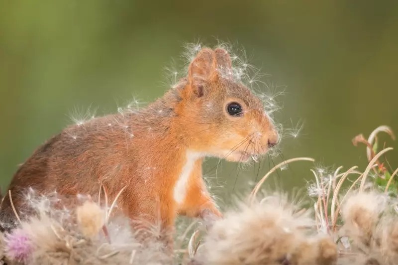 Iyo yemifananidzo inoita mufananidzo wakanaka kwazvo we squirrel, nekuti akave shamwari navo