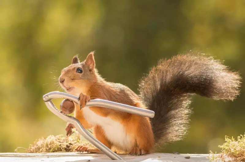 Wênesaz wêneya herî xweşik a squirrelê dike, ji ber ku ew bi wan re heval bû