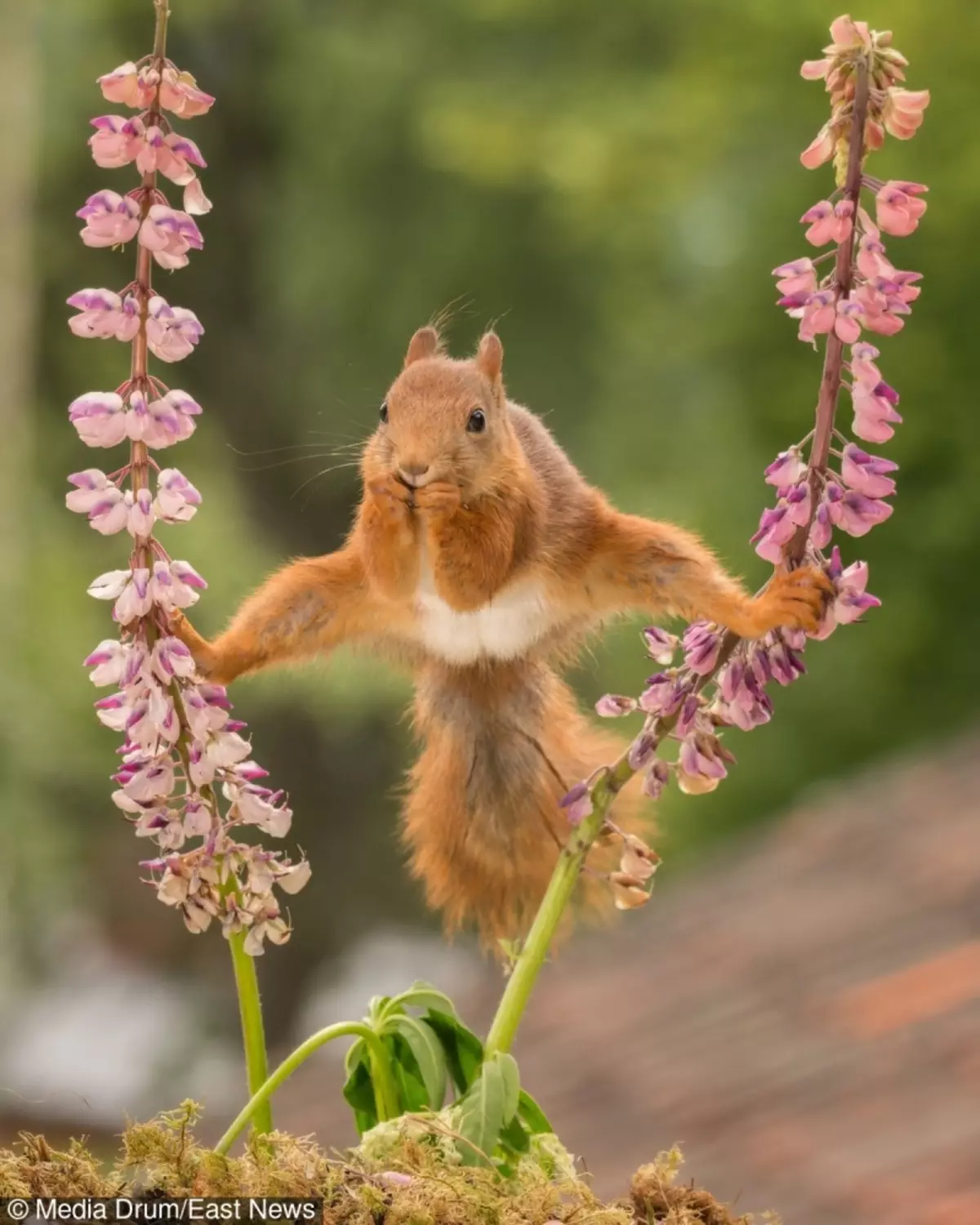 Iyo yemifananidzo inoita mufananidzo wakanaka kwazvo we squirrel, nekuti akave shamwari navo