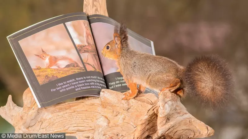 Wênesaz wêneya herî xweşik a squirrelê dike, ji ber ku ew bi wan re heval bû