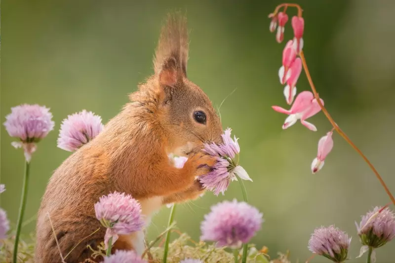 Jurugambar menjadikan gambar yang paling comel dari tupai, kerana dia menjadi kawan dengan mereka