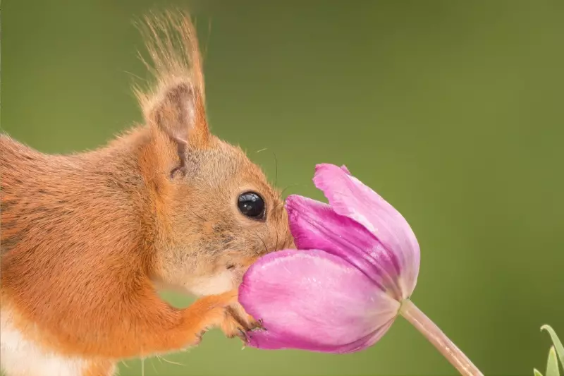 Iyo yemifananidzo inoita mufananidzo wakanaka kwazvo we squirrel, nekuti akave shamwari navo