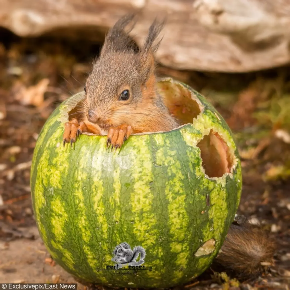 Iyo yemifananidzo inoita mufananidzo wakanaka kwazvo we squirrel, nekuti akave shamwari navo