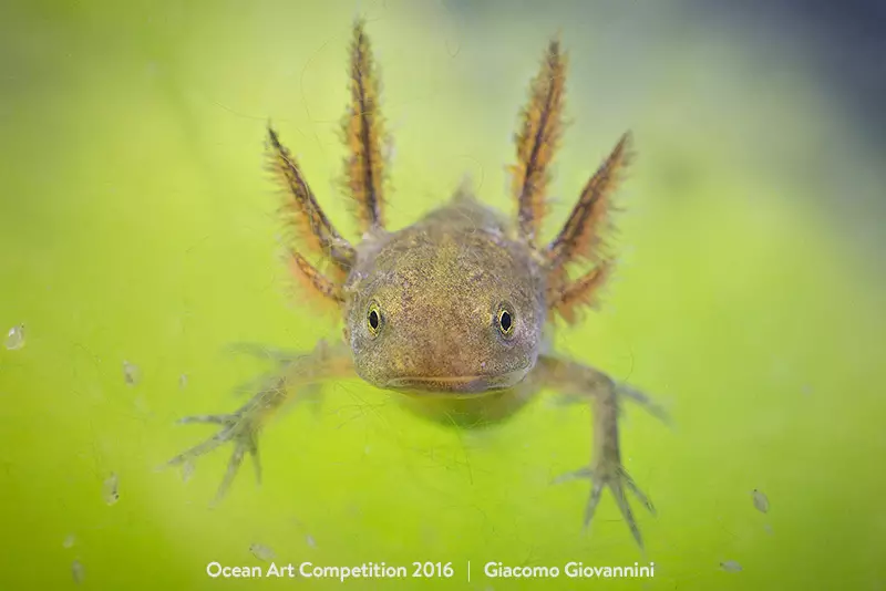 Snapshots Winnaars van de competitie van onderwaterfotografie 2016 8749_10