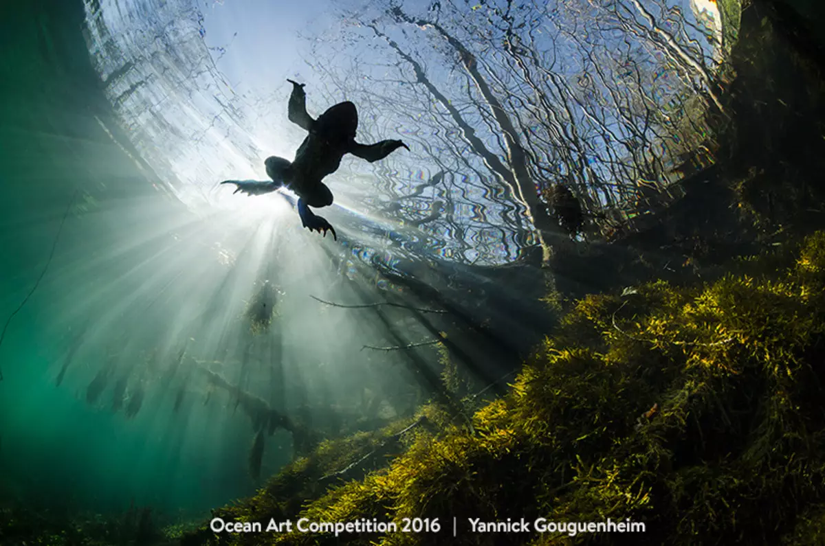 Mga nanalo ng snapshots ng kumpetisyon ng underwater photography 2016. 8749_15