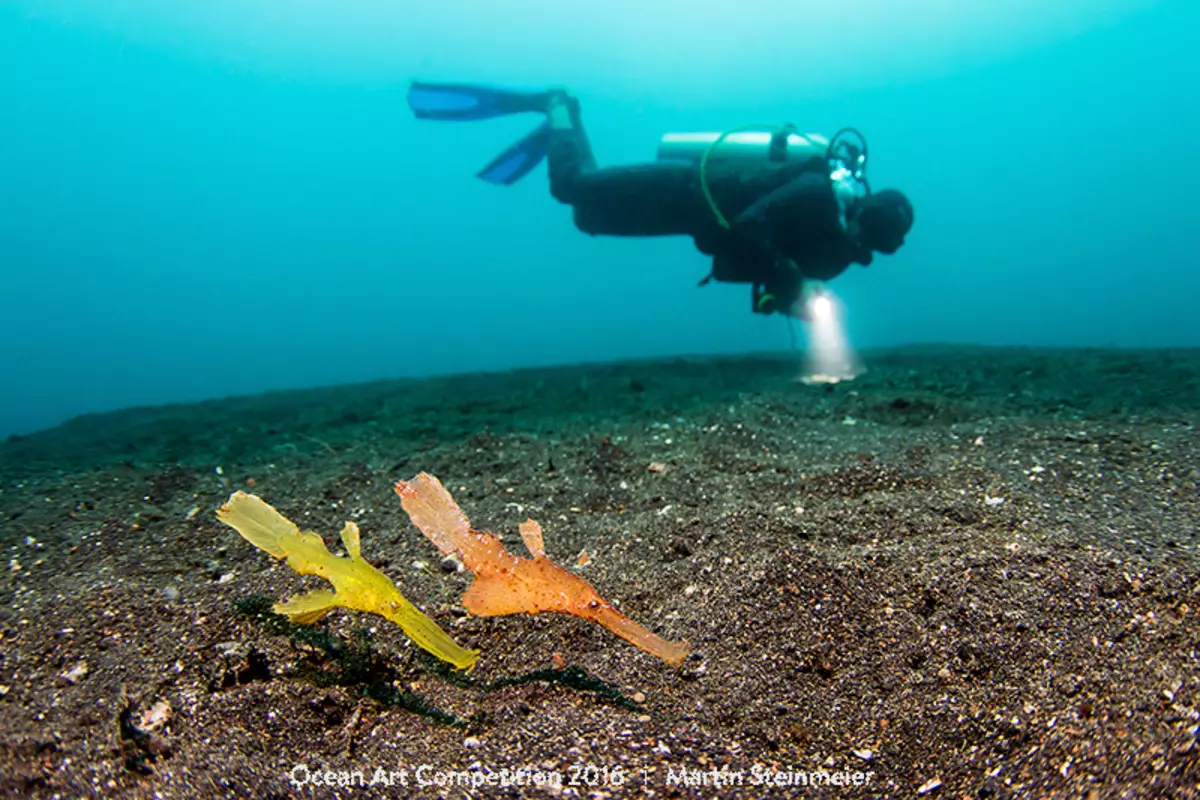 Mga nanalo ng snapshots ng kumpetisyon ng underwater photography 2016. 8749_6