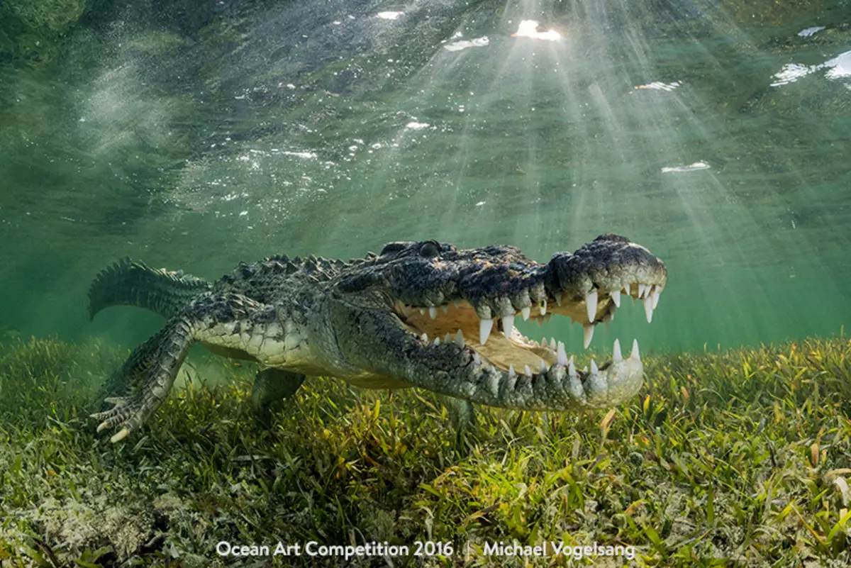 Snapshots winners fan 'e konkurrinsje fan Underwaterfotografy 2016 8749_8