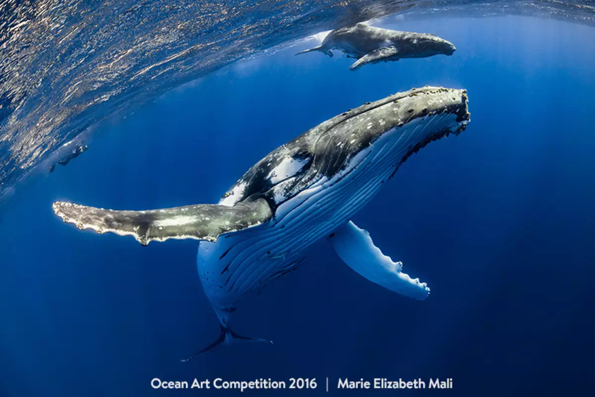 スナップショット水中写真2016の競争の勝者 8749_9