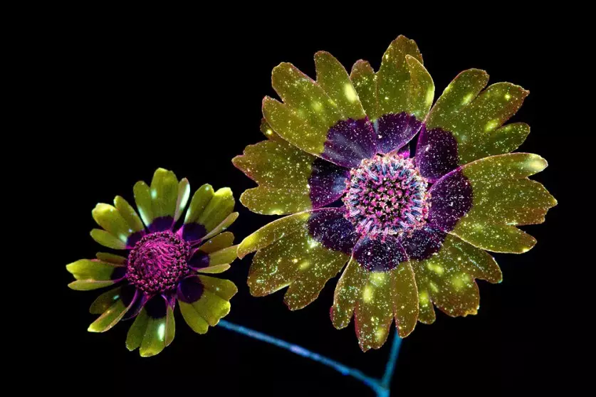 Kembang diusir handapeun Ultraviolét. Fotografer Craig Burrows (Craig Craun) 8836_1