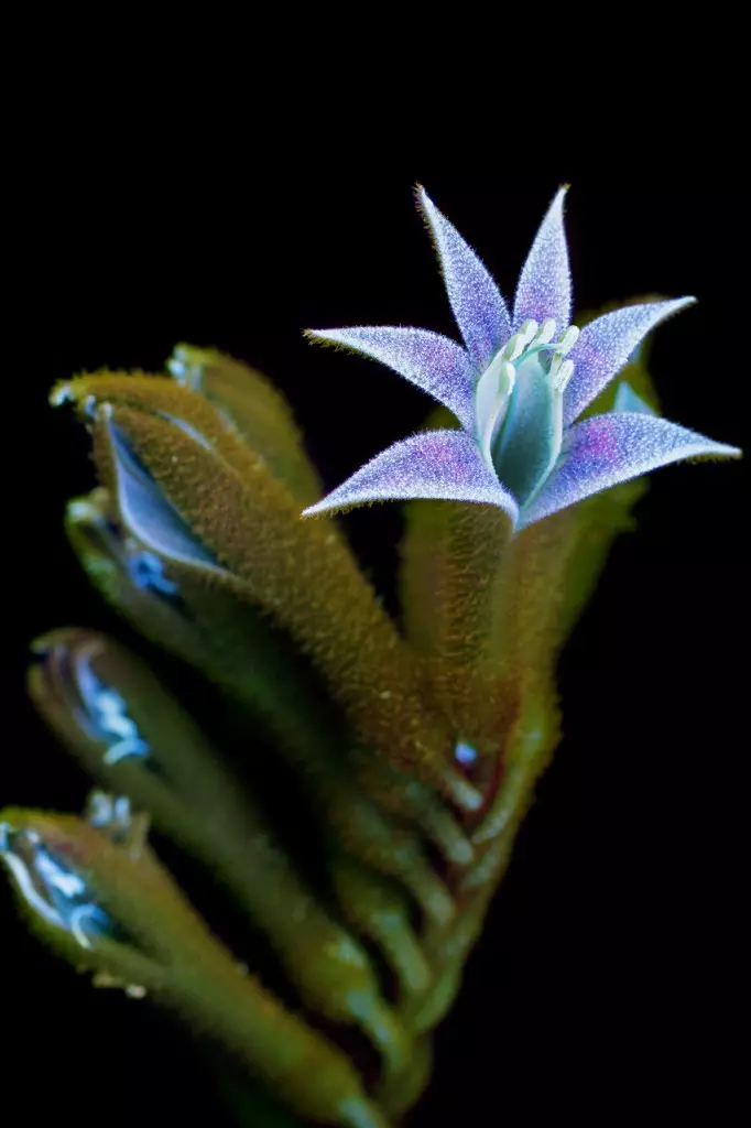 Kembang diusir handapeun Ultraviolét. Fotografer Craig Burrows (Craig Craun) 8836_10