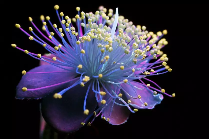 Des fleurs éblouissantes sous ultraviolet. Photographe Craig Burrows (Craig Burrows) 8836_2