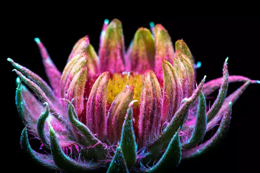 Des fleurs éblouissantes sous ultraviolet. Photographe Craig Burrows (Craig Burrows) 8836_3