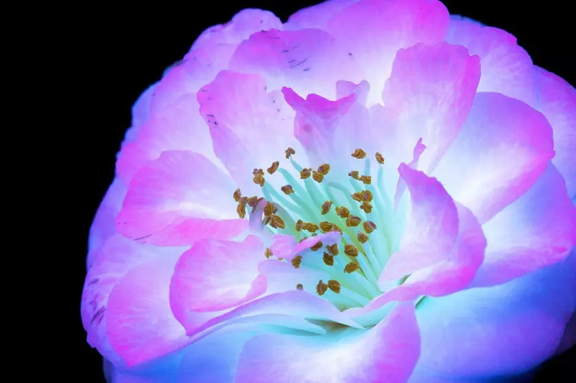 Des fleurs éblouissantes sous ultraviolet. Photographe Craig Burrows (Craig Burrows) 8836_4