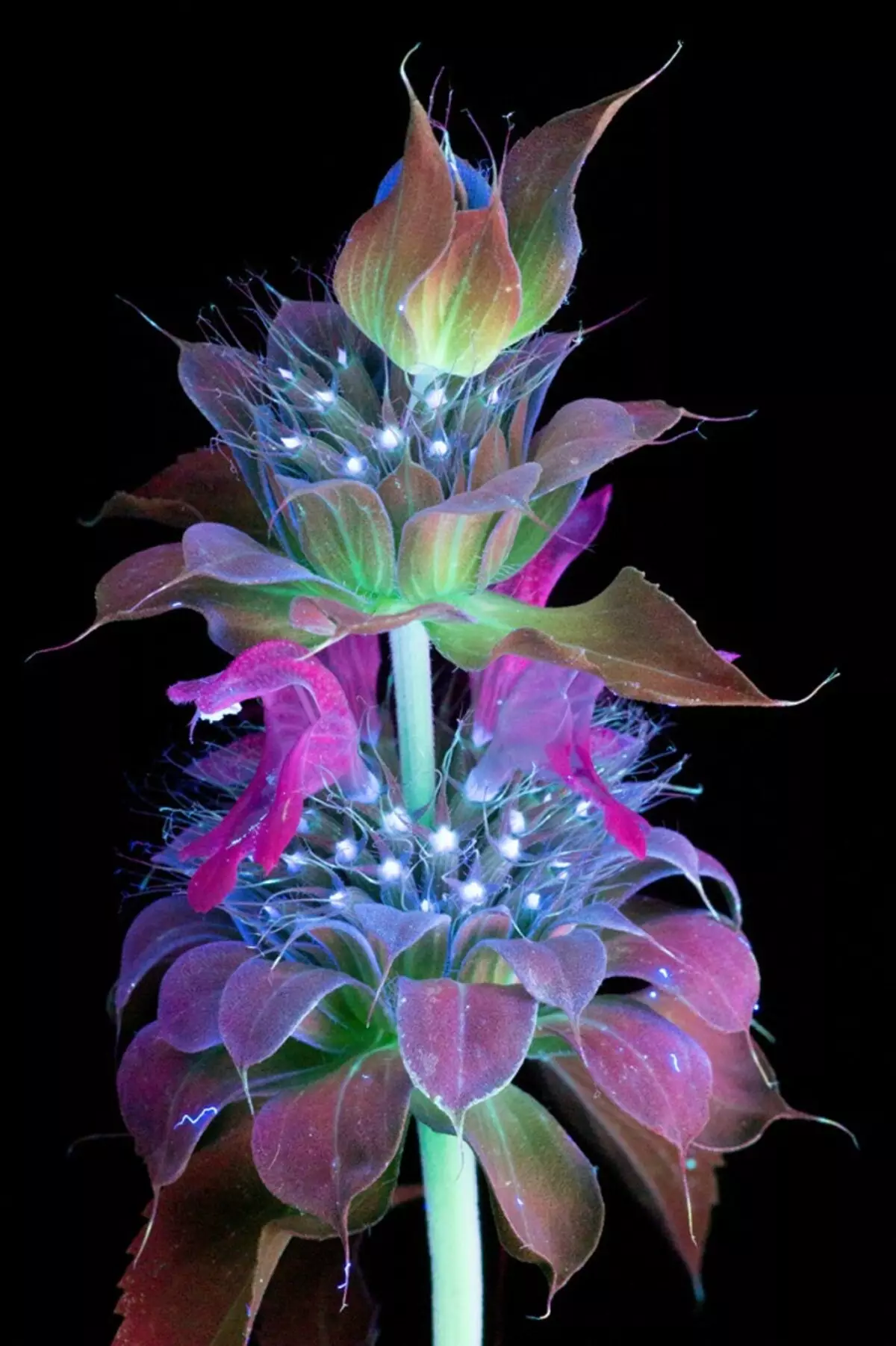 Des fleurs éblouissantes sous ultraviolet. Photographe Craig Burrows (Craig Burrows) 8836_6