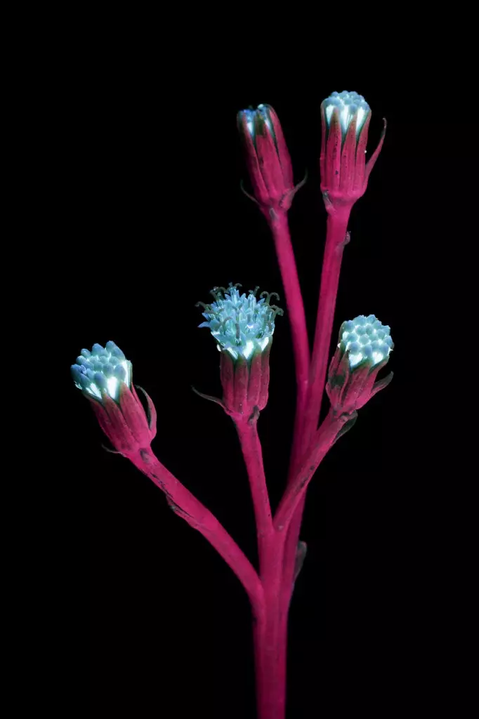 Kembang diusir handapeun Ultraviolét. Fotografer Craig Burrows (Craig Craun) 8836_7