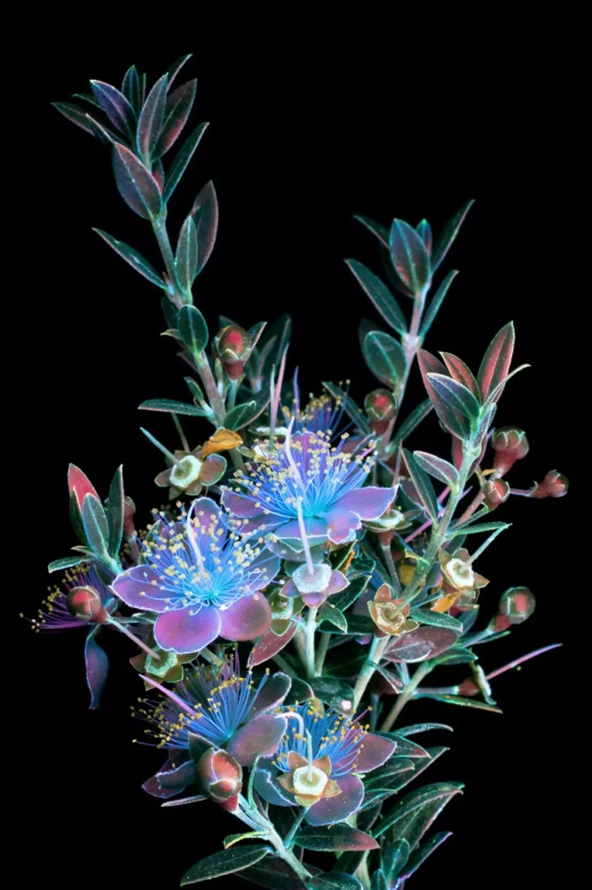 Des fleurs éblouissantes sous ultraviolet. Photographe Craig Burrows (Craig Burrows) 8836_9