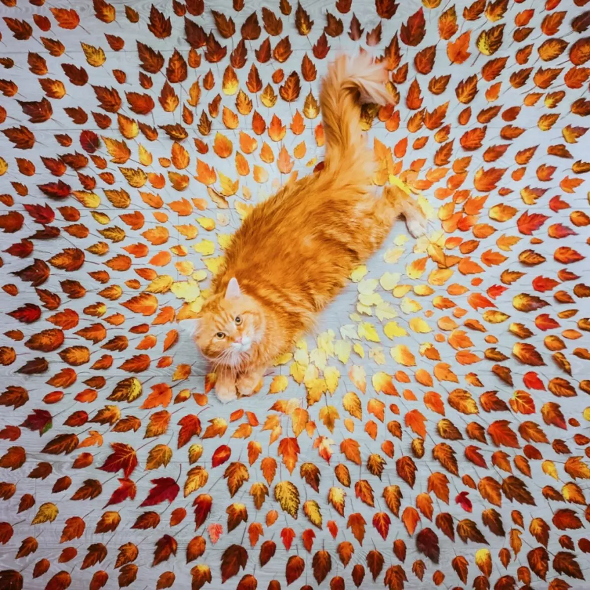 Pri pasio por beleco, talento kaj ferioj ... Fotisto Kristina Makeeva 8864_16