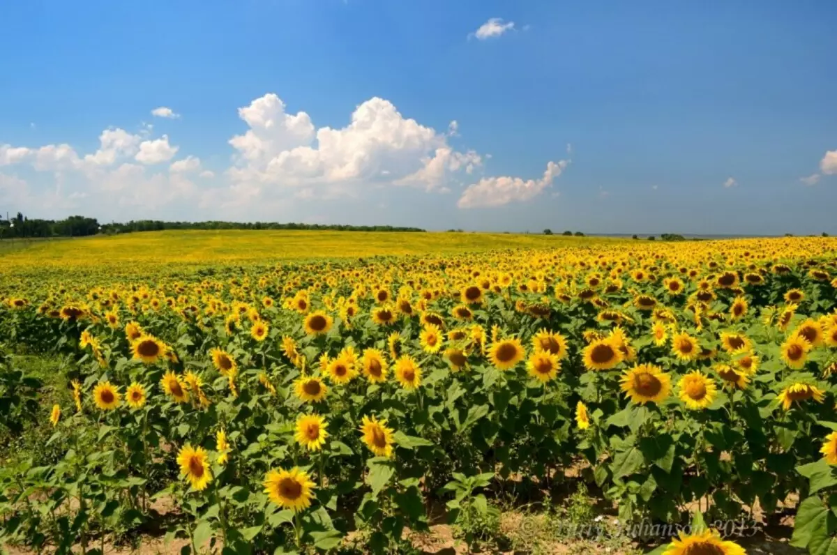 Een stukje zomer in wintervorst! Foto's van Yuri Ugongson 8890_10