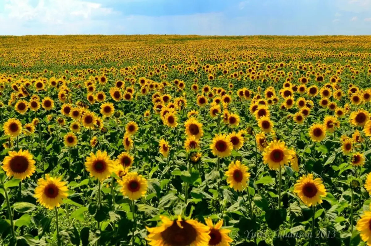 Een stukje zomer in wintervorst! Foto's van Yuri Ugongson 8890_11