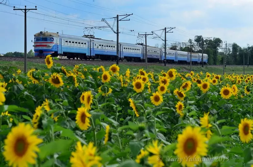 Sekeping musim panas di musim sejuk frosts! Foto Yuri Ugongson 8890_12