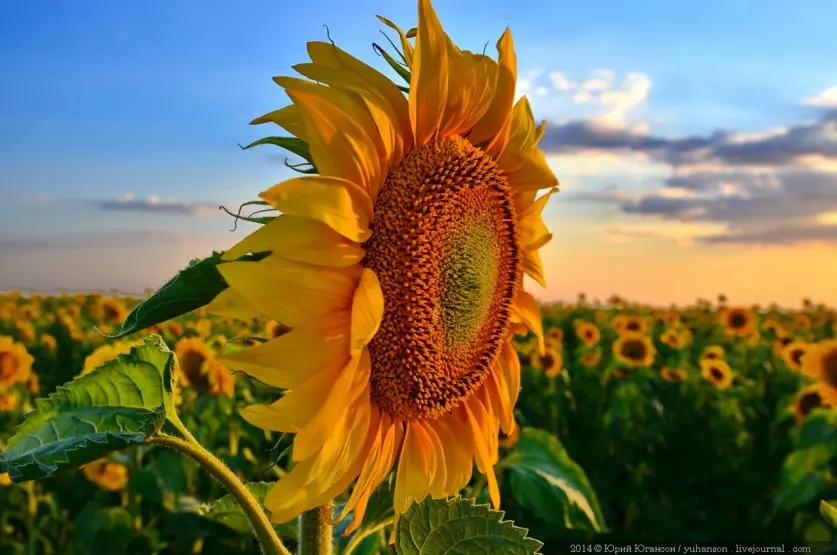 Een stukje zomer in wintervorst! Foto's van Yuri Ugongson 8890_3