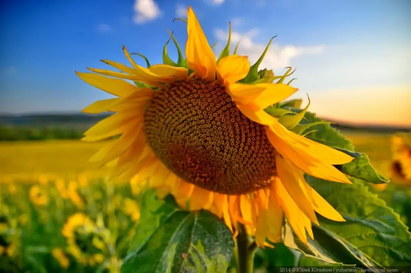 Een stukje zomer in wintervorst! Foto's van Yuri Ugongson 8890_4