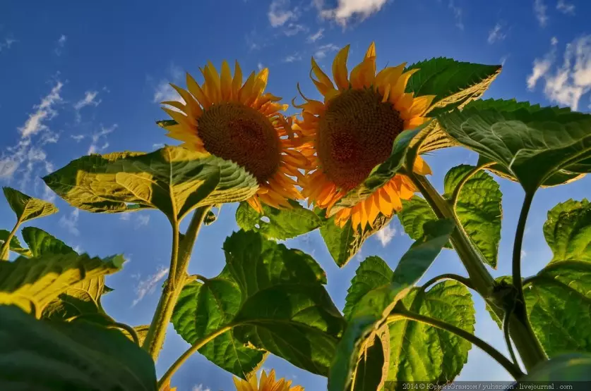 Een stukje zomer in wintervorst! Foto's van Yuri Ugongson 8890_5