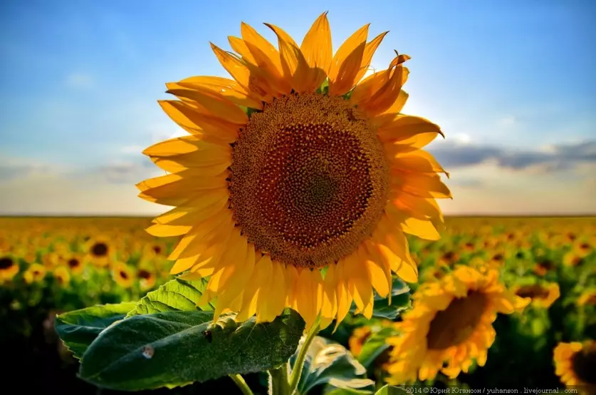 Een stukje zomer in wintervorst! Foto's van Yuri Ugongson 8890_7