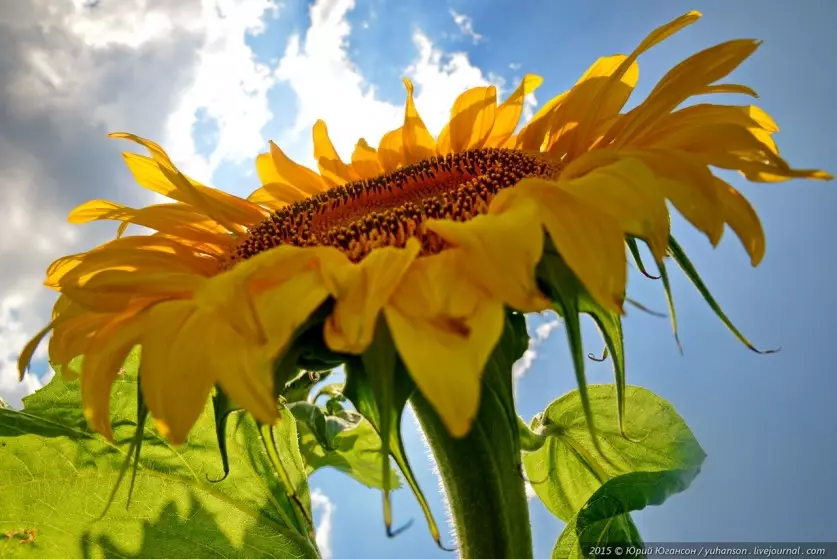 Een stukje zomer in wintervorst! Foto's van Yuri Ugongson 8890_8