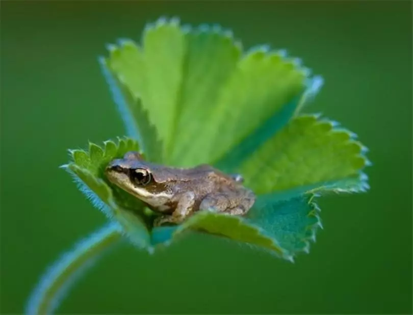 Macromir Magda Vasichek tuyệt vời (Magda Wasiczek) 8919_6