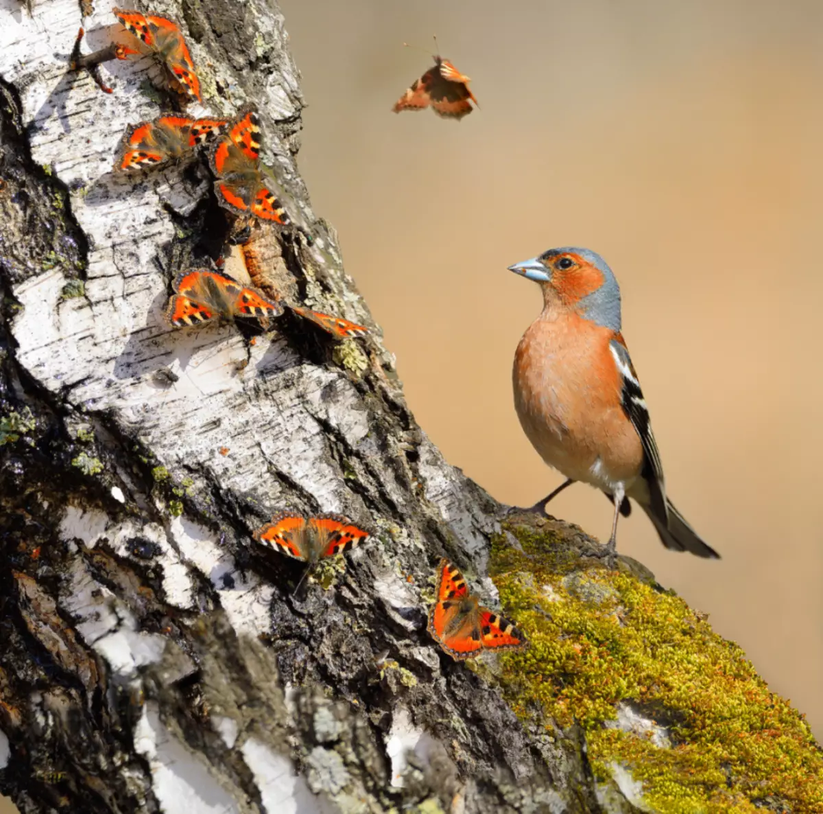 Caccia per piumati con la foto 2 di Vladina Zubareva 8985_15