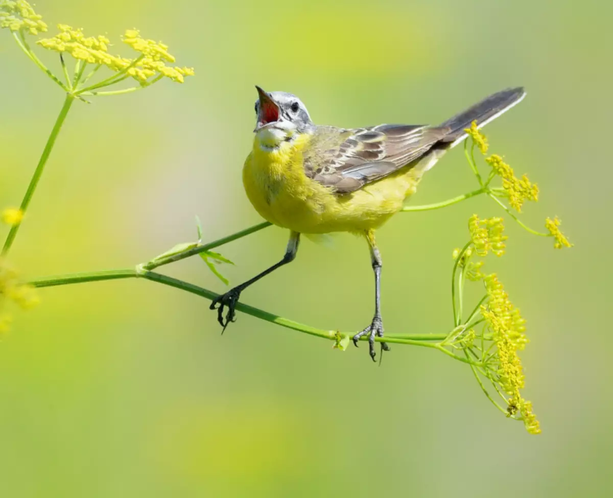 Pagpangita alang sa feathered sa litrato 2 sa Vladina Zubareva 8985_6