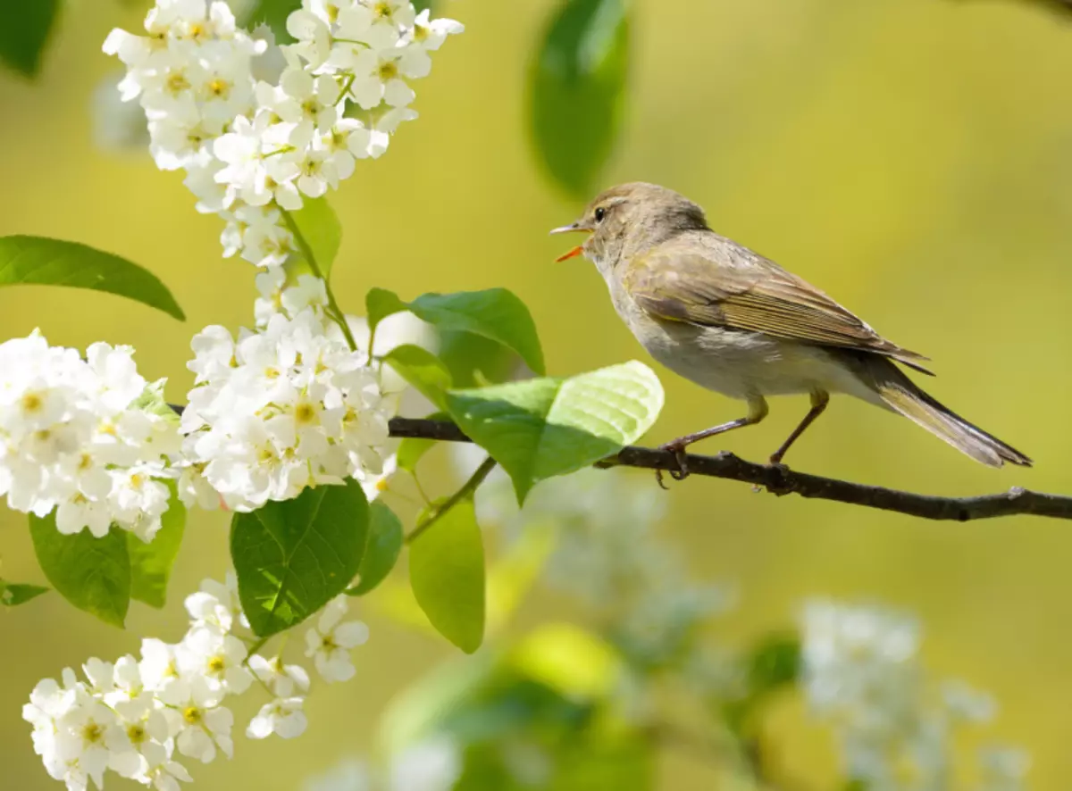 Caccia per piumati con la foto 2 di Vladina Zubareva 8985_9