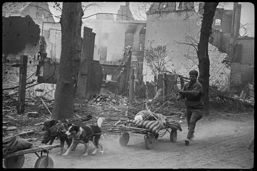 Foto uniche senza titolo della seconda guerra mondiale. Fotografo VALERY FAMYSKY. 9016_3