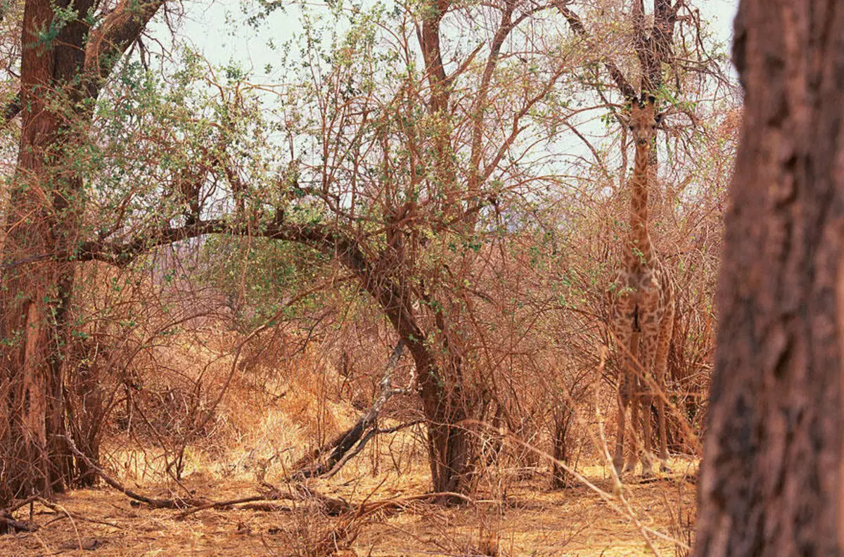 camuflagem disfarce selvagem natureza predadores na natureza desaparecendo imagens de fotógrafo