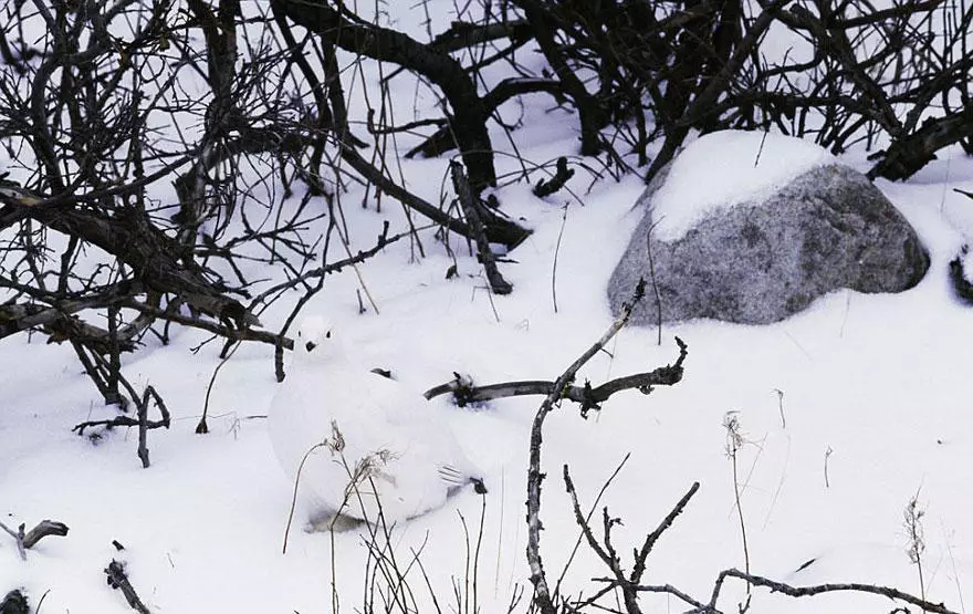 Camouflage Disguise Wild Nature Predators i naturen försvinner bilder Fotograf Författare