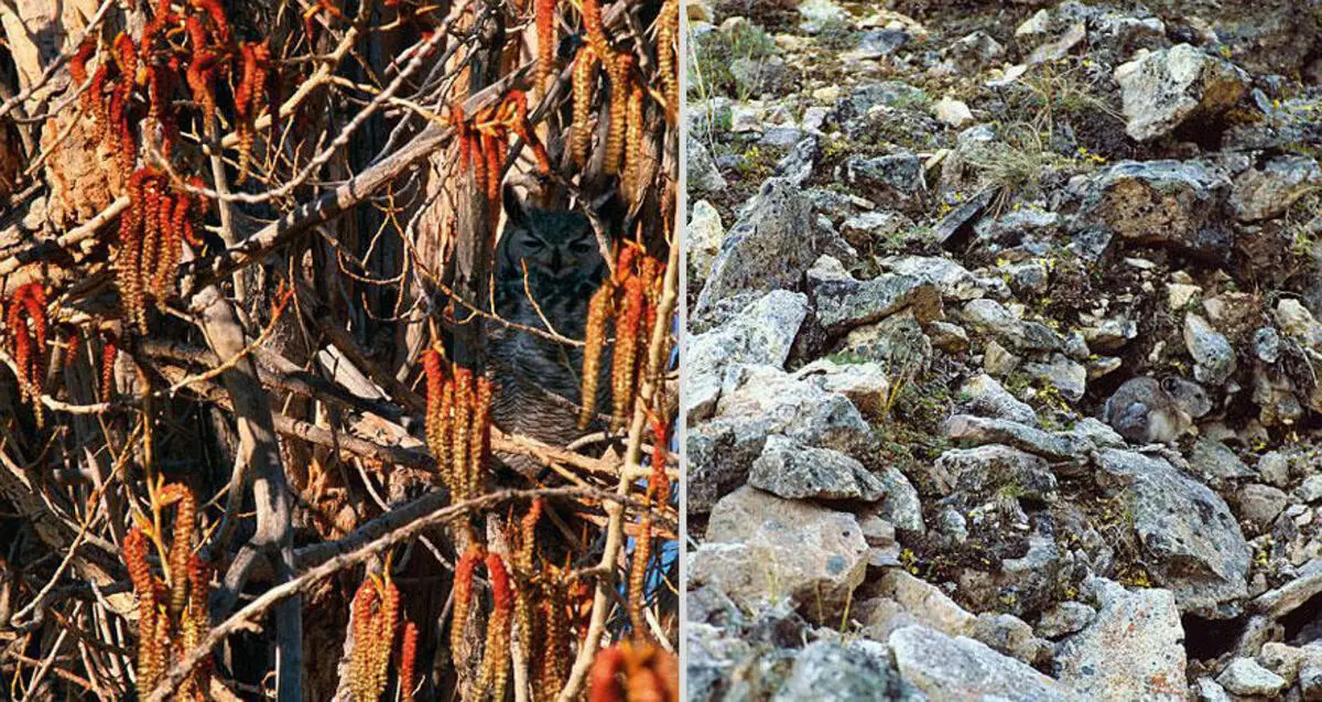 Camouflage Disguise Wild Nature Predators i naturen försvinner bilder Fotograf Författare