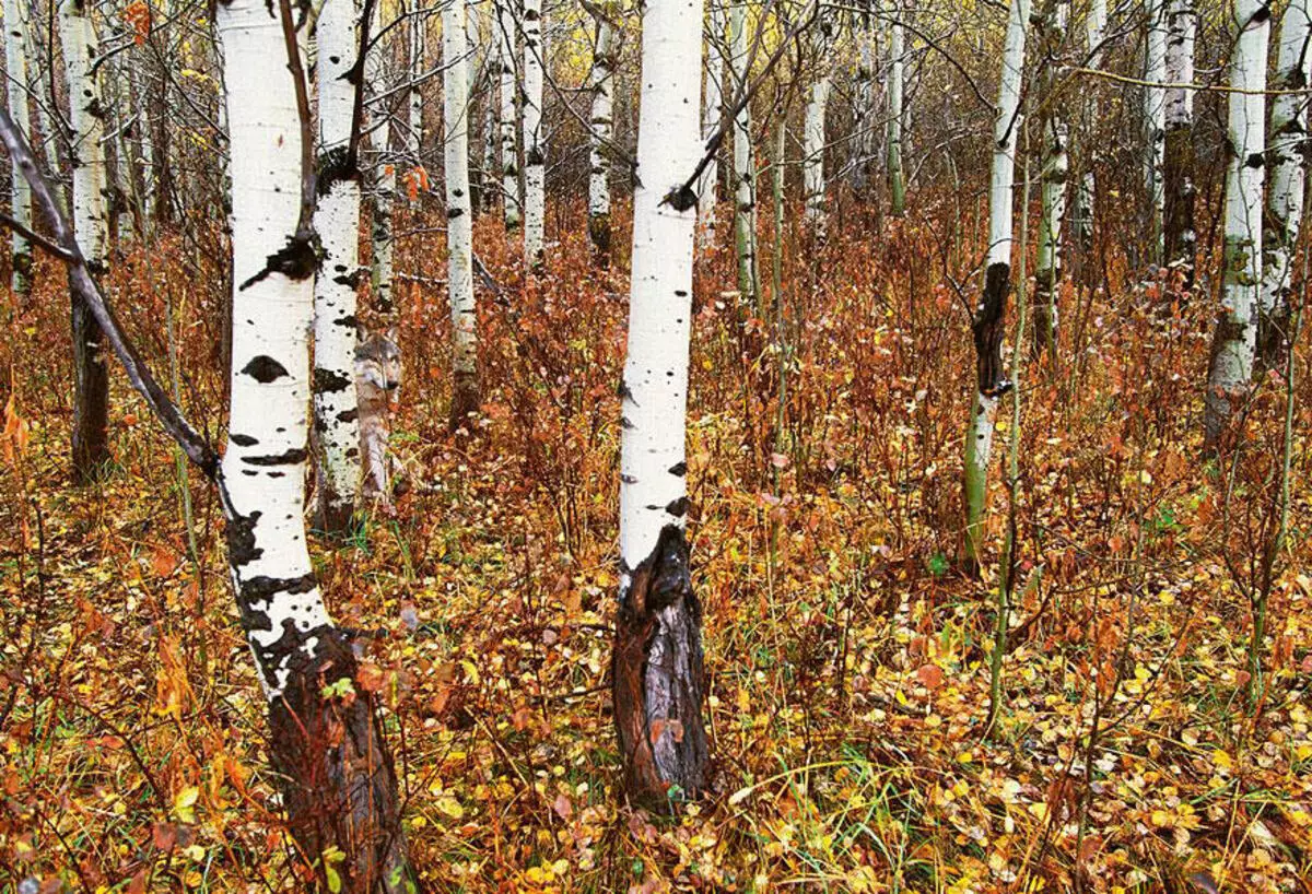 Camouflage Disguise Wild Nature Predators i naturen försvinner bilder Fotograf Författare