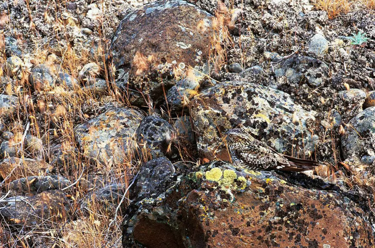 Camouflage Disguise Wild Nature Predators i naturen försvinner bilder Fotograf Författare