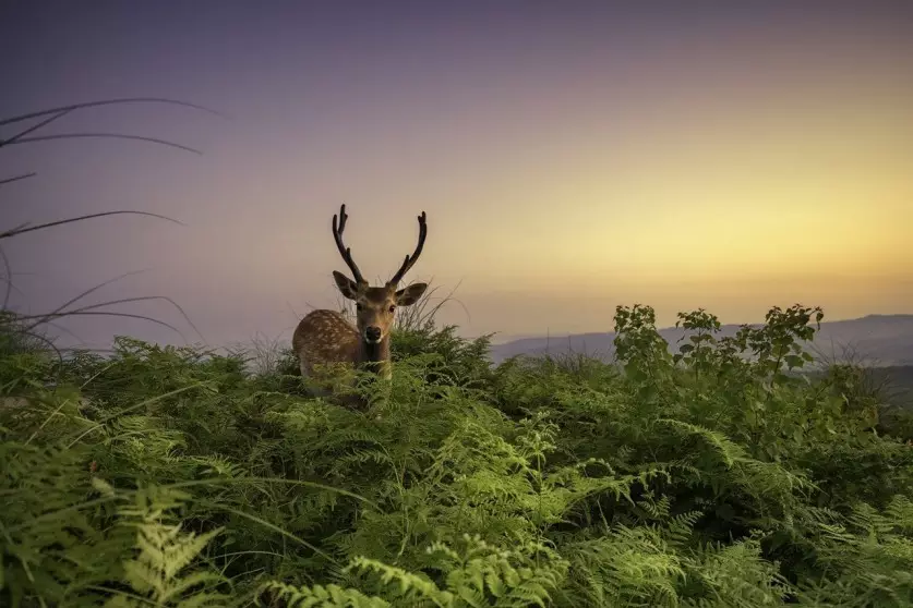 Meilleures photos de National Geographic Novembre 2016 9095_1