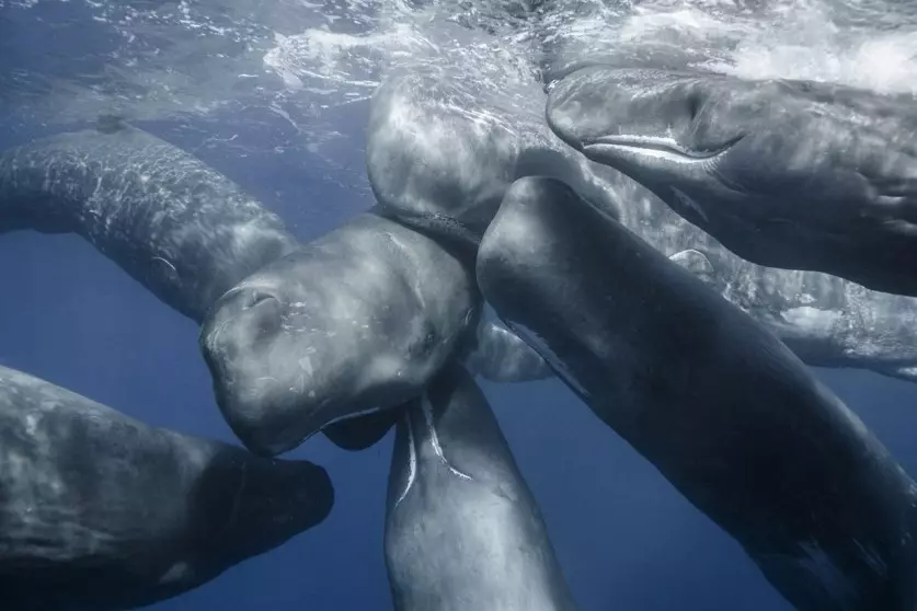 Las mejores fotos de National Geographic Noviembre 2016 9095_14