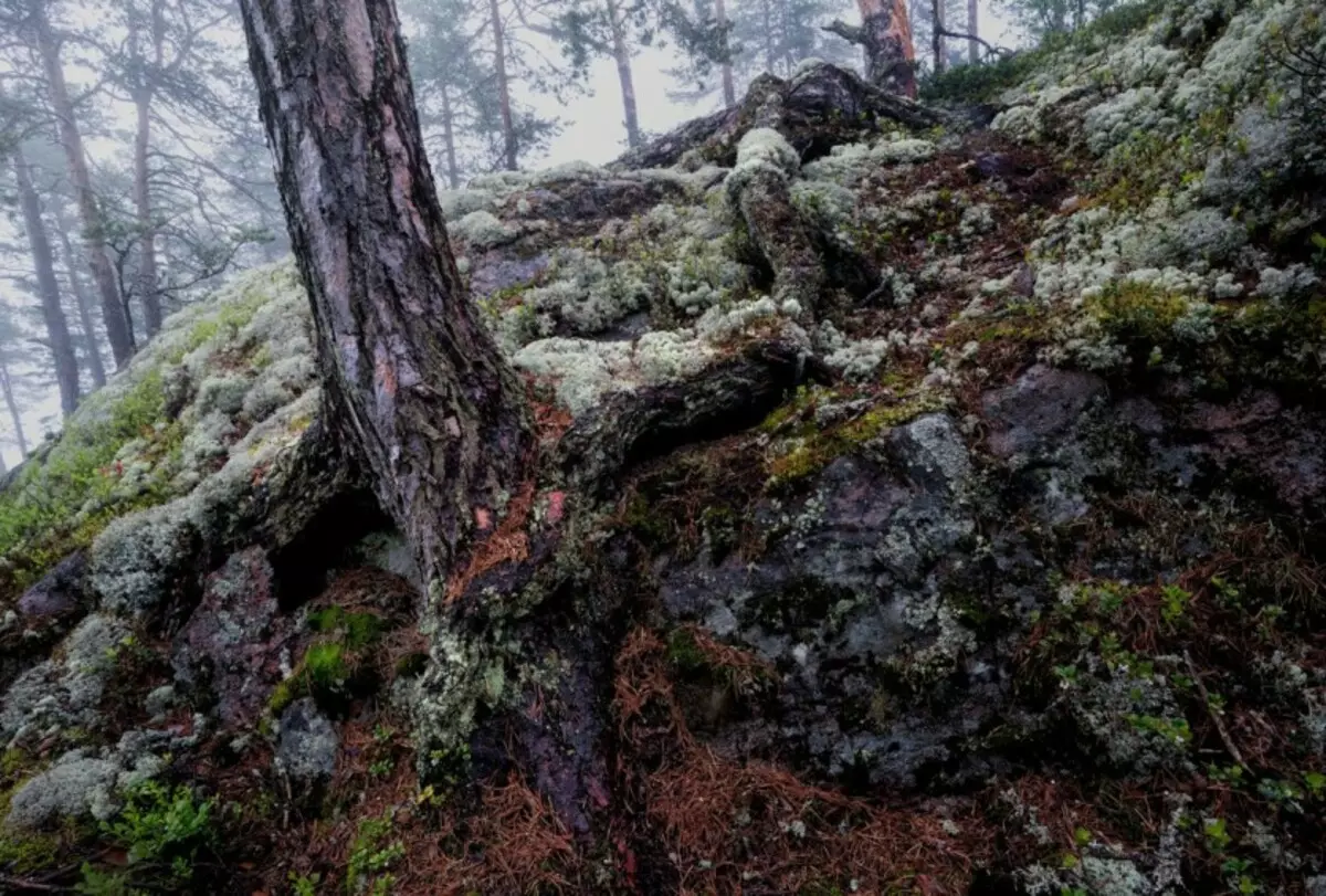 Skönhetens ande, norrens ande !!! Ladoga i linsen Tony Andreva 9150_16