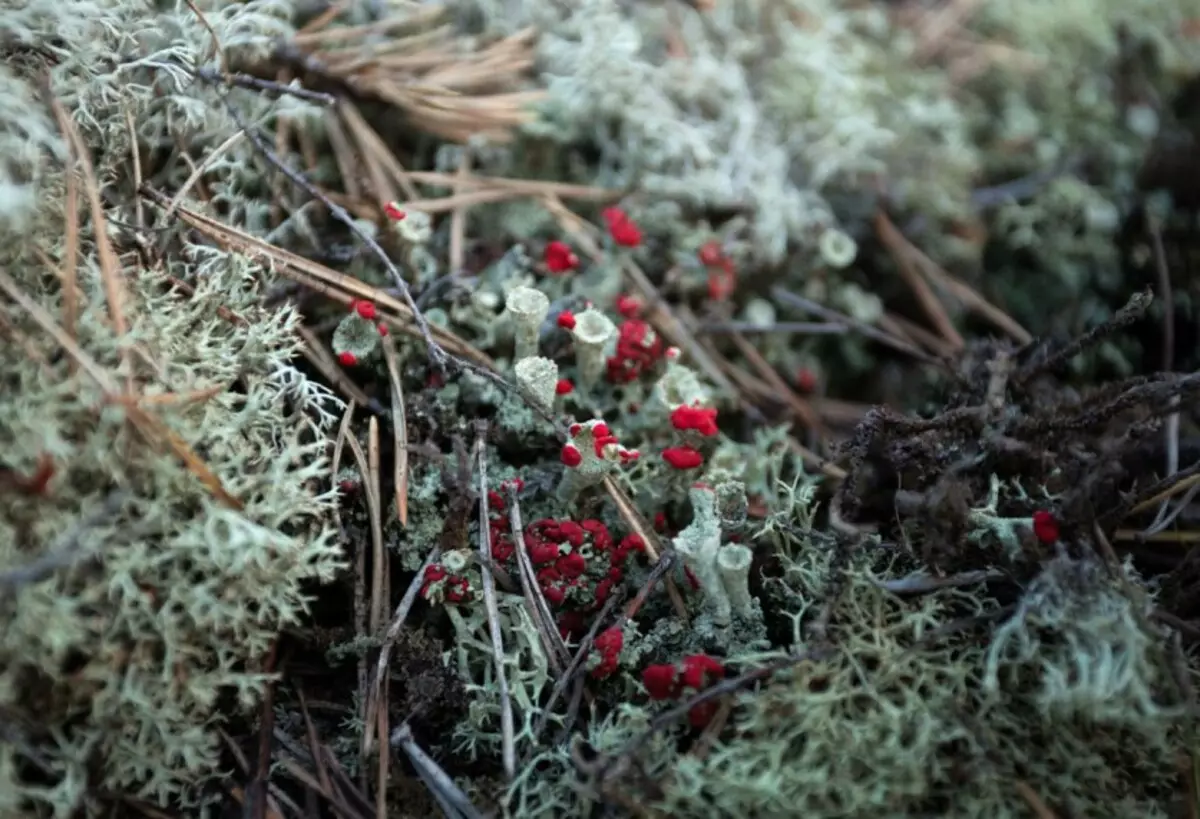 Ruhê bedewiyê, ruhê bakur !!! Ladoga li Lens Tony Andreva 9150_17