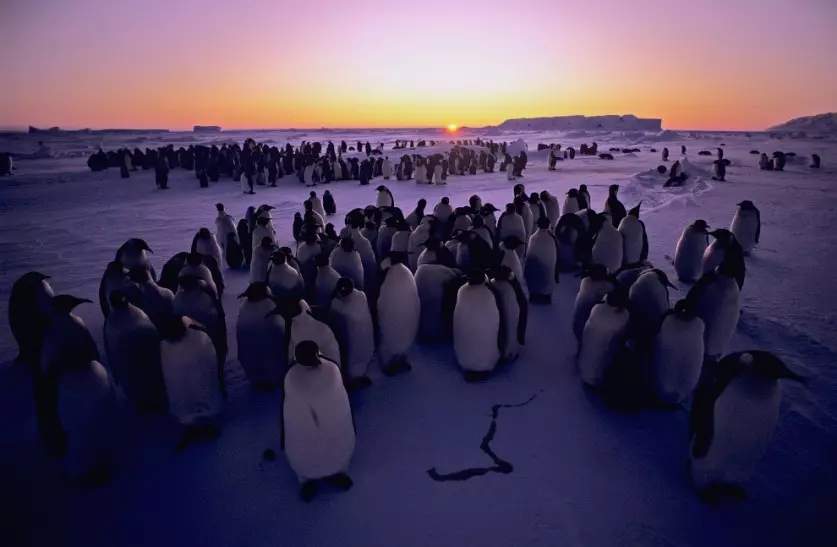 Ẹwa ti ko dara ti ifipamọ Marine ni Antarctica;) 9160_13