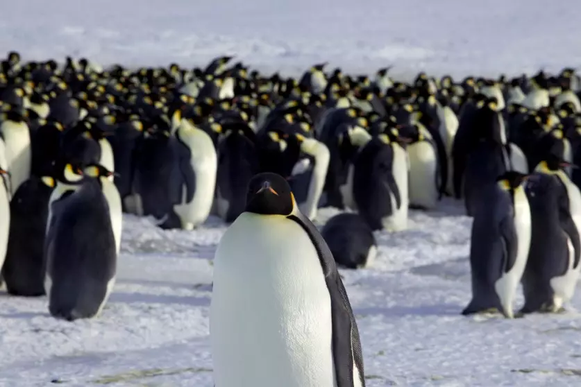 Ang wala maabtik nga katahum sa Marine Reserve sa Antarctica;) 9160_4