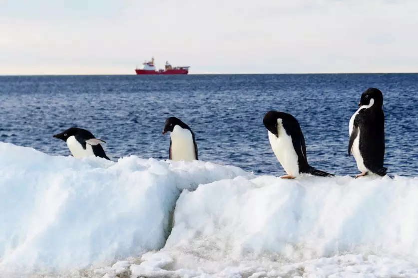 The untouched beauty of the Marine Reserve in Antarctica;) 9160_9