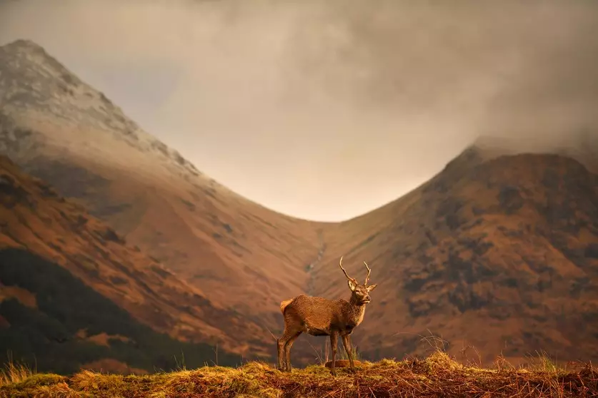 Noble Deer ng Scotland sa Jeff Mitchell Lens (Jeff J Mitchell) 9177_1