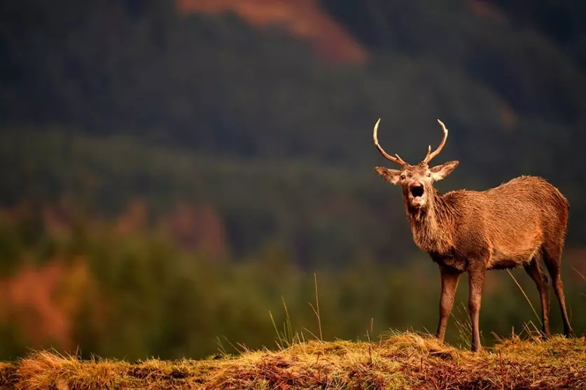 Noble Deer of Scotland en Jeff Mitchell Lens (Jeff J Mitchell) 9177_2