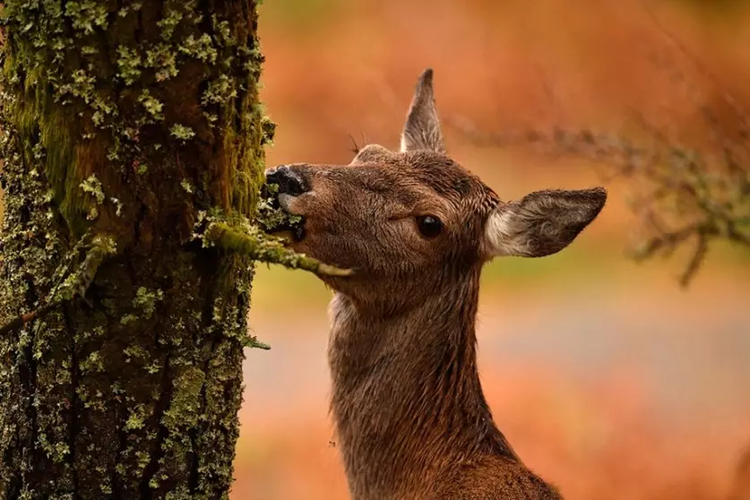 Noble Deer ng Scotland sa Jeff Mitchell Lens (Jeff J Mitchell) 9177_3